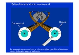 LA ANATOMIA Y FISIOLOGÍA DE LA PUPILA PPTX | PDF