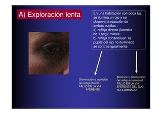 LA ANATOMIA Y FISIOLOGÍA DE LA PUPILA PPTX | PDF