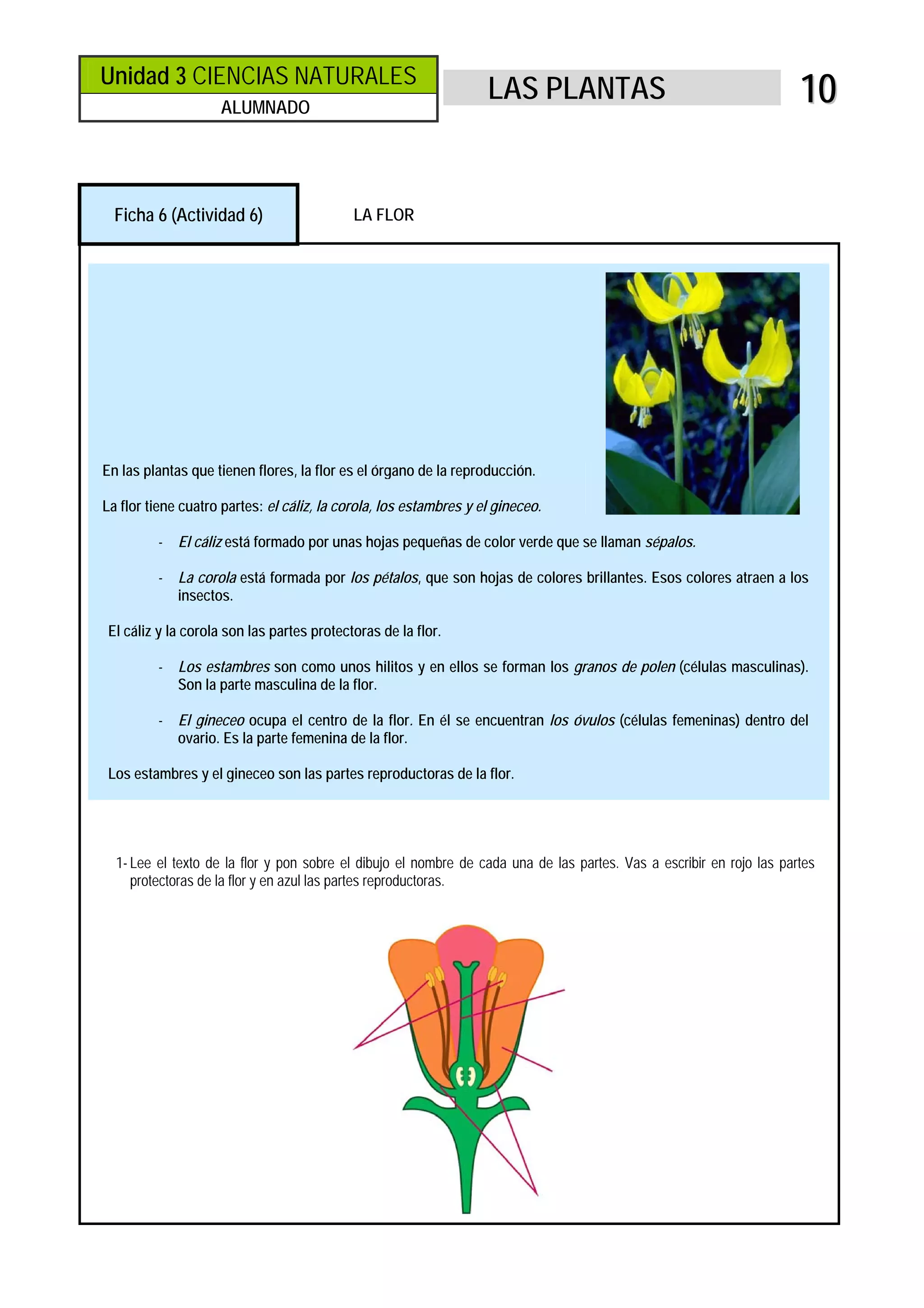 FICHAS DE ACTIVIDADES SOBRE LAS PLANTAS | PDF