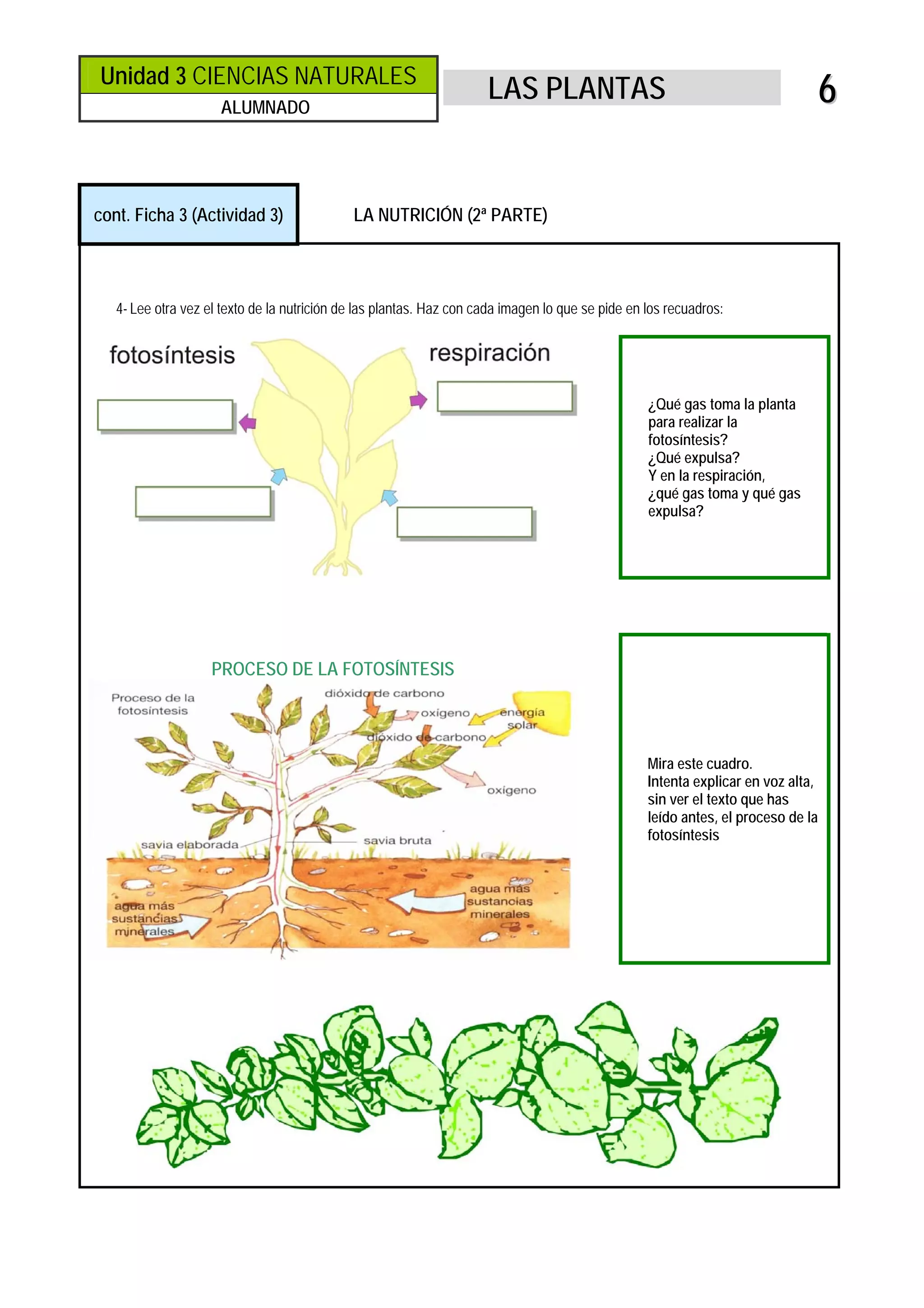 FICHAS DE ACTIVIDADES SOBRE LAS PLANTAS | PDF