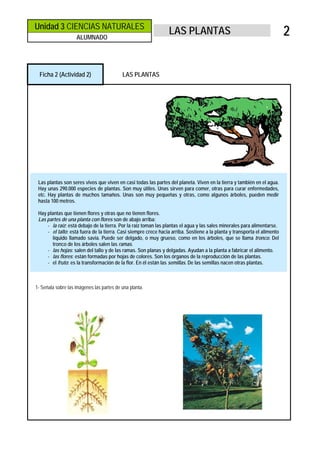 FICHAS DE ACTIVIDADES SOBRE LAS PLANTAS | PDF