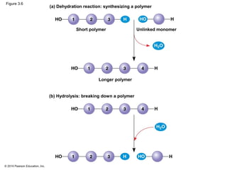 Polymer Biology Chapter 3