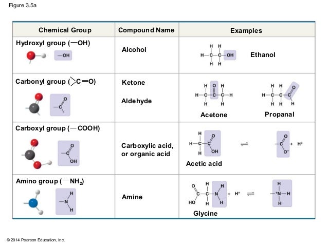 Biology in Focus Chapter 3