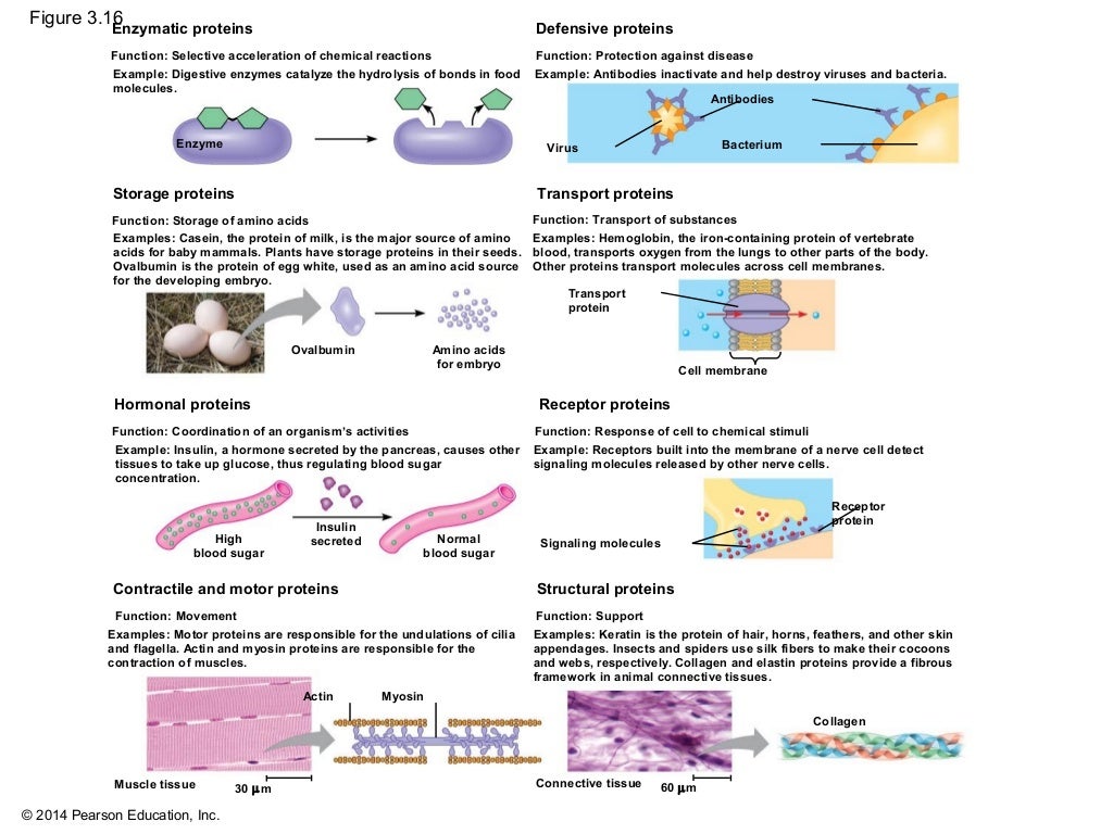 Biology in Focus Chapter 3