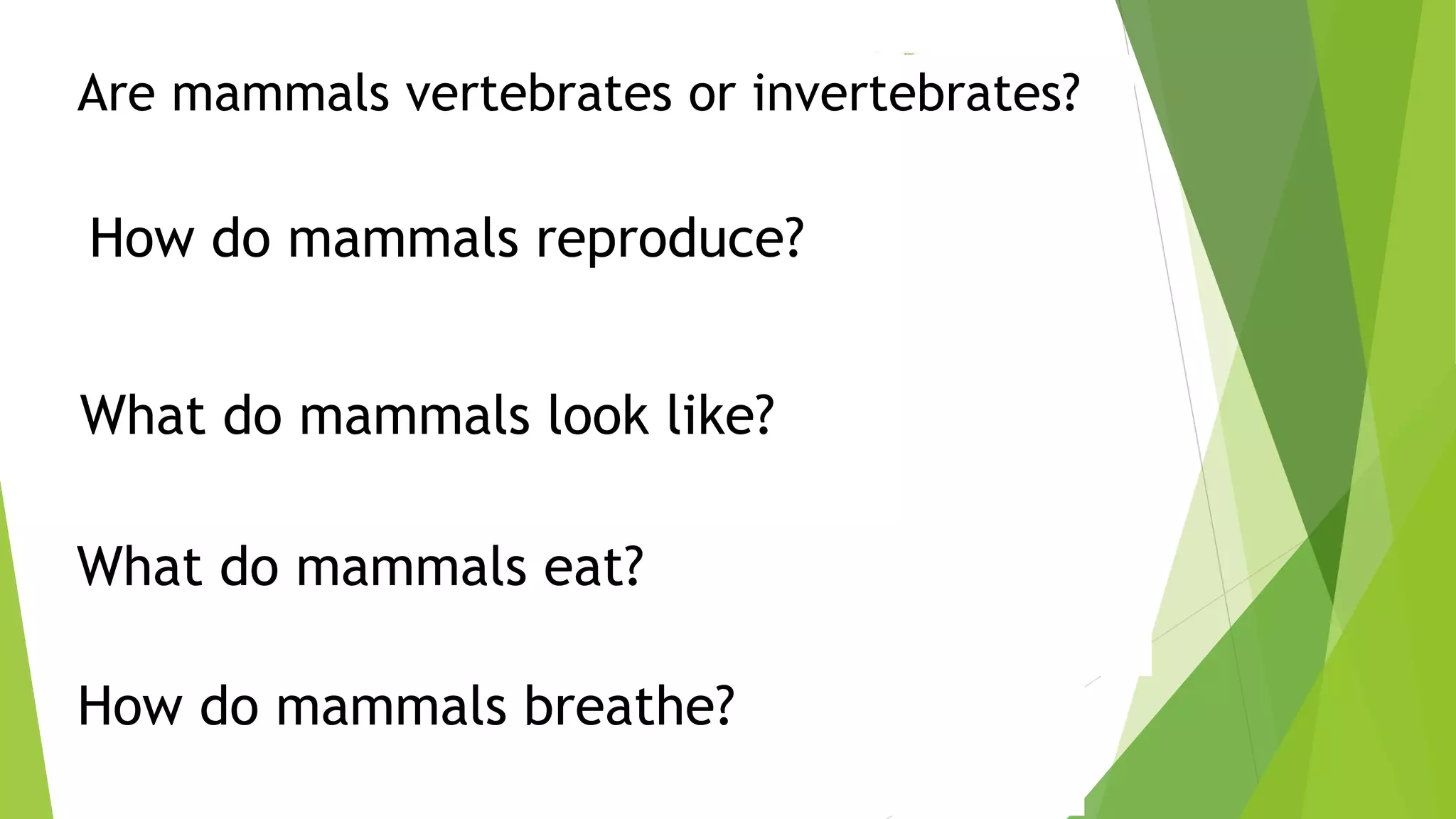 Mammals | PPTX