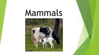 Mammals | PPTX