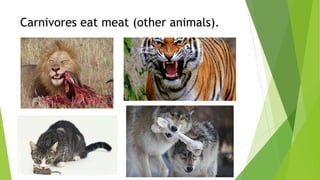 Mammals | PPTX