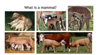 Mammals | PPTX