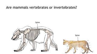 Mammals | PPTX