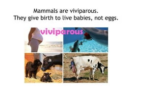 Mammals | PPTX