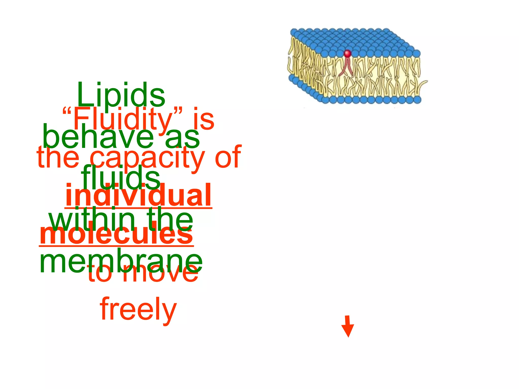 03 Membrane Fluidity | PPT