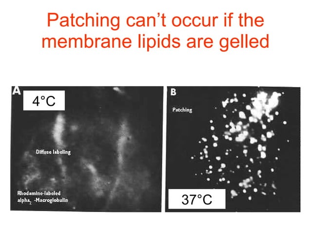 03 Membrane Fluidity | PPT