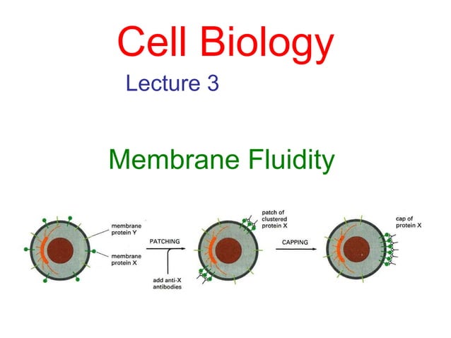 03 Membrane Fluidity | PPT