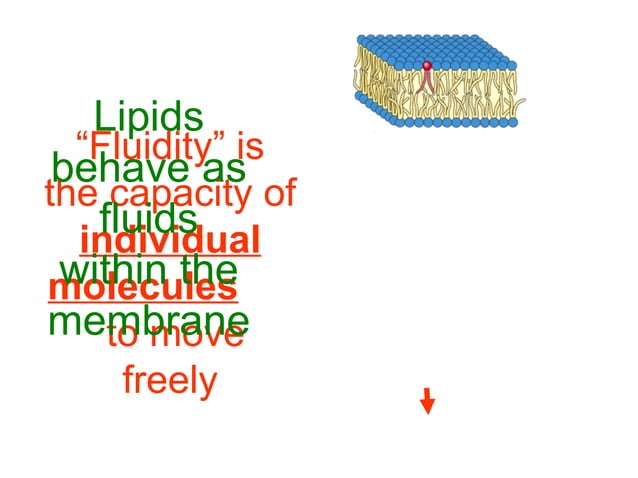 03 Membrane Fluidity | PPT