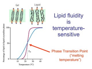 03 Membrane Fluidity | PPT
