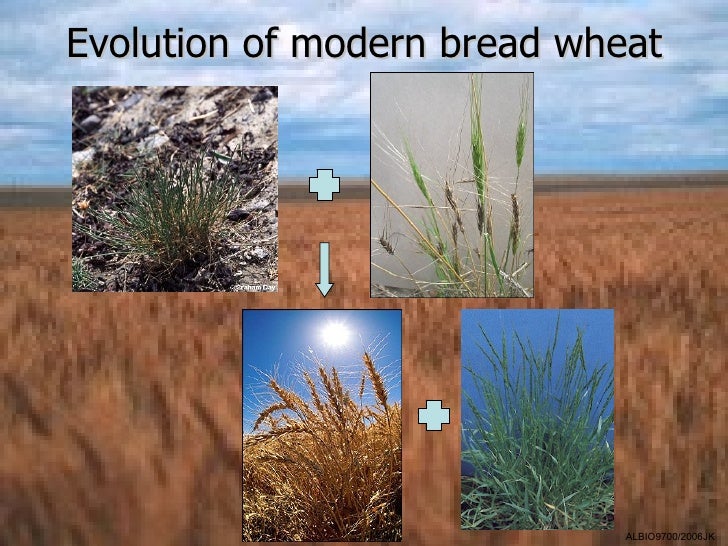 03 Methods To Improve Crops 03-methods-to-improve-crops