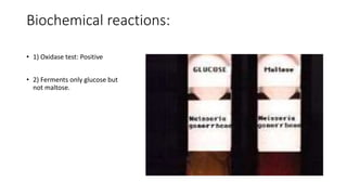 Neiserria gonorrhoeae | PPTX