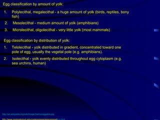 oogenesis | PPT | Infertility | Reproductive Health