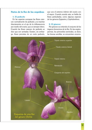 orquideas | PDF