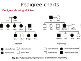 Albinism Pedigree Chart