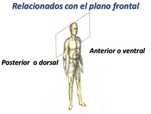 03 planos y ejes. terminologìa anatómica