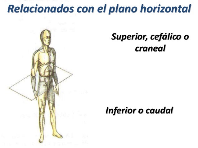03 planos y ejes. terminologìa anatómica