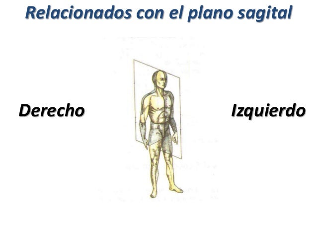 03 planos y ejes. terminologìa anatómica