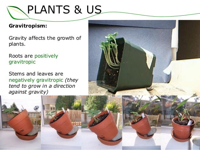 Geotropism In Plants
