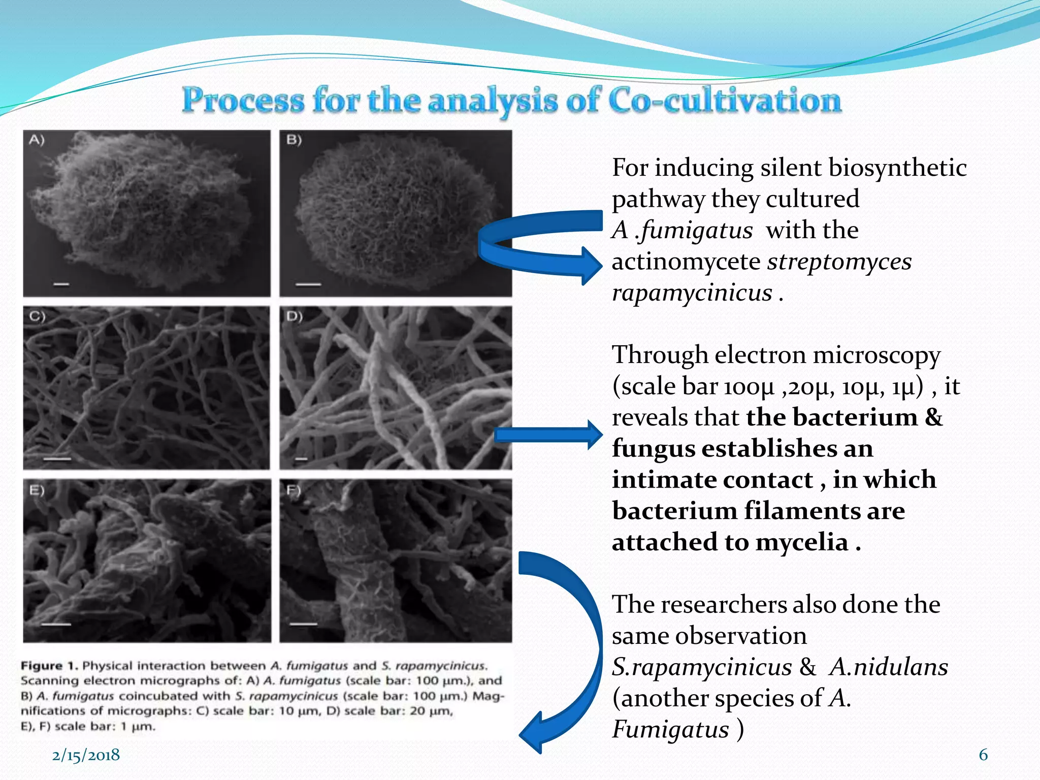 Bacteria Induced Cryptic Meroterpenoid Pathway in Pathogenic ...