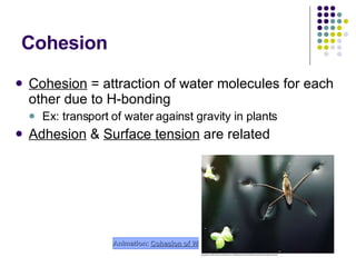 Water and the Fitness of the Environment | PPT