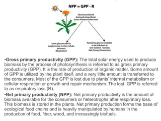 03 Primary Productivity.ppt