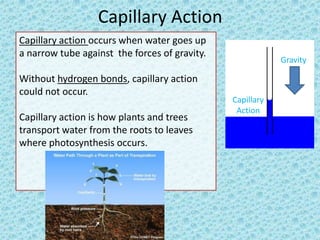 Properties of Water | PPTX