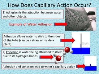 Properties of Water | PPTX