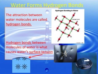 Properties of Water | PPTX