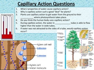 Properties of Water Lab Questions | PPT