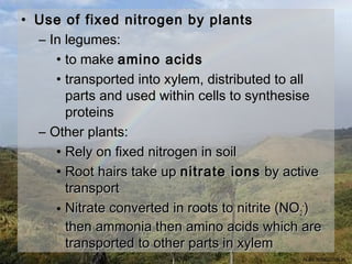 03 Recycling of Nitrogen | PPT