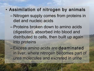 03 Recycling of Nitrogen | PPT