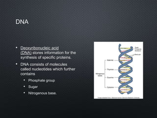 Biochemistry of DNA Structure | PPTX