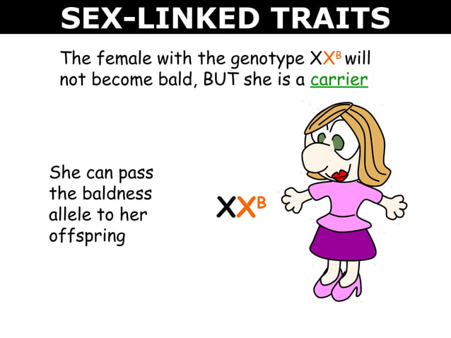 03 sex linked inheritance | PPT
