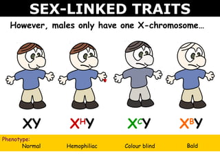 03 sex linked inheritance | PPT