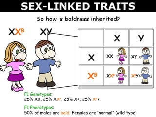 03 sex linked inheritance | PPT