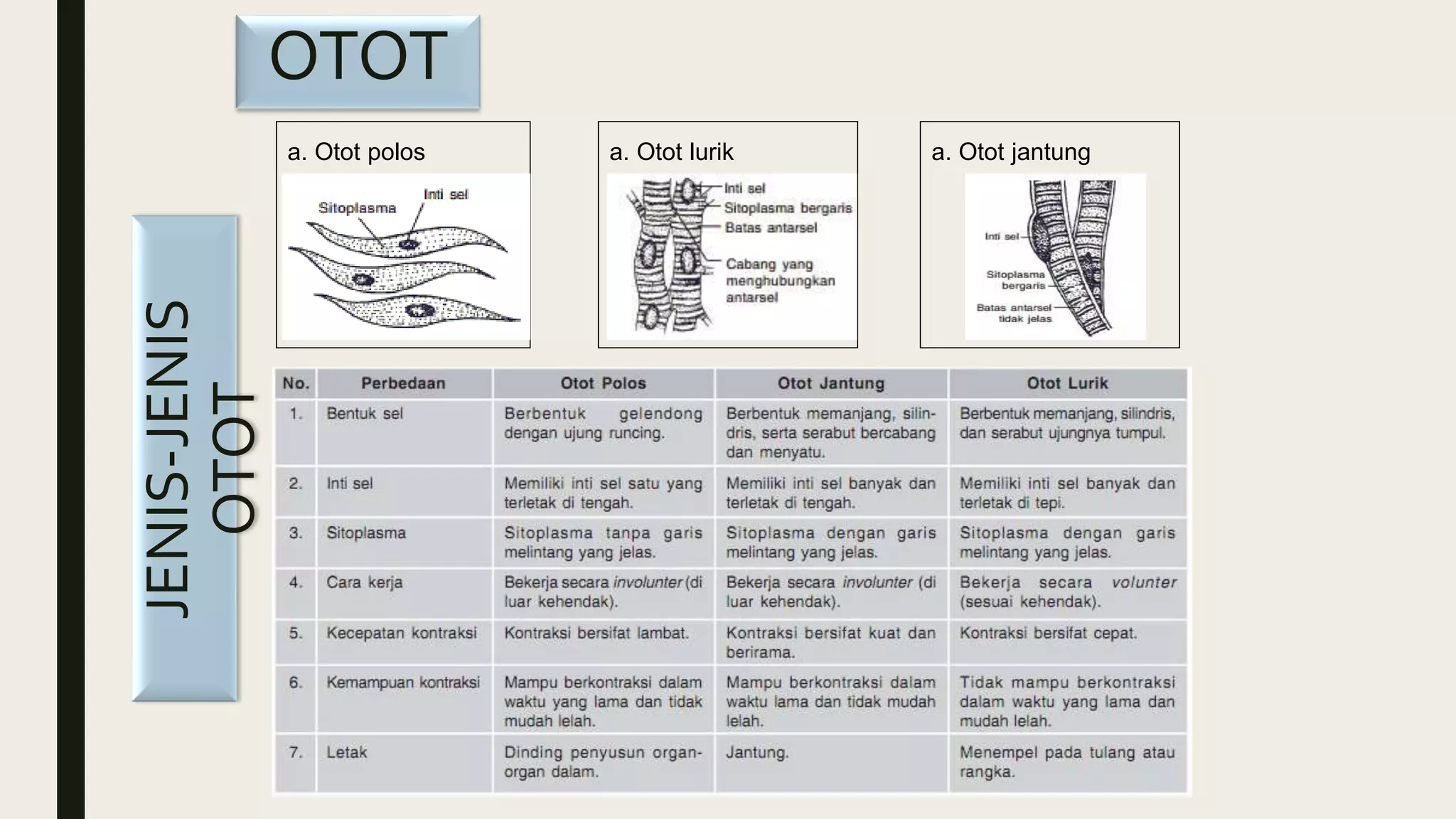 03 sistem gerak pada manusia otot | PPTX
