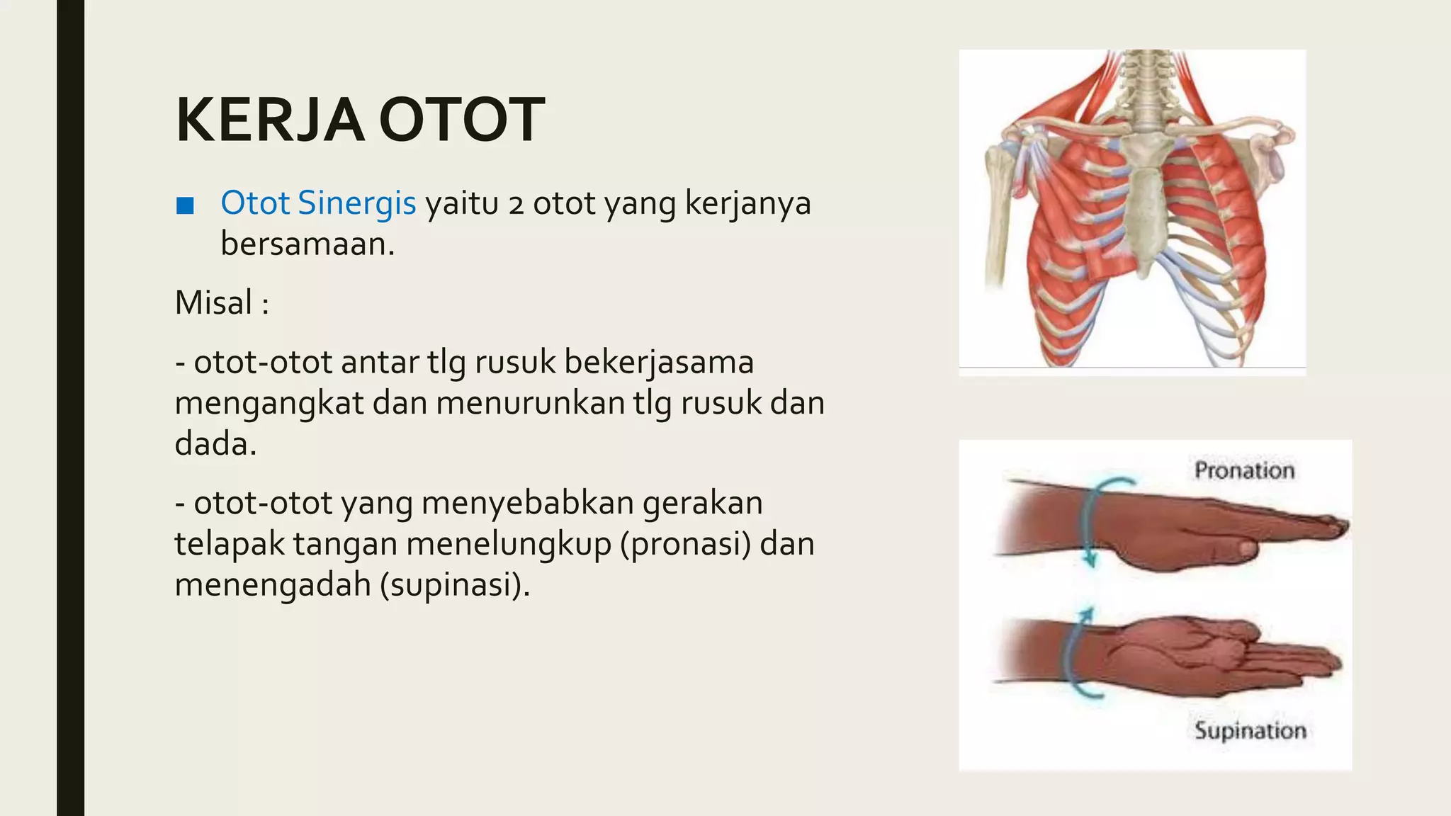 03 sistem gerak pada manusia otot | PPTX
