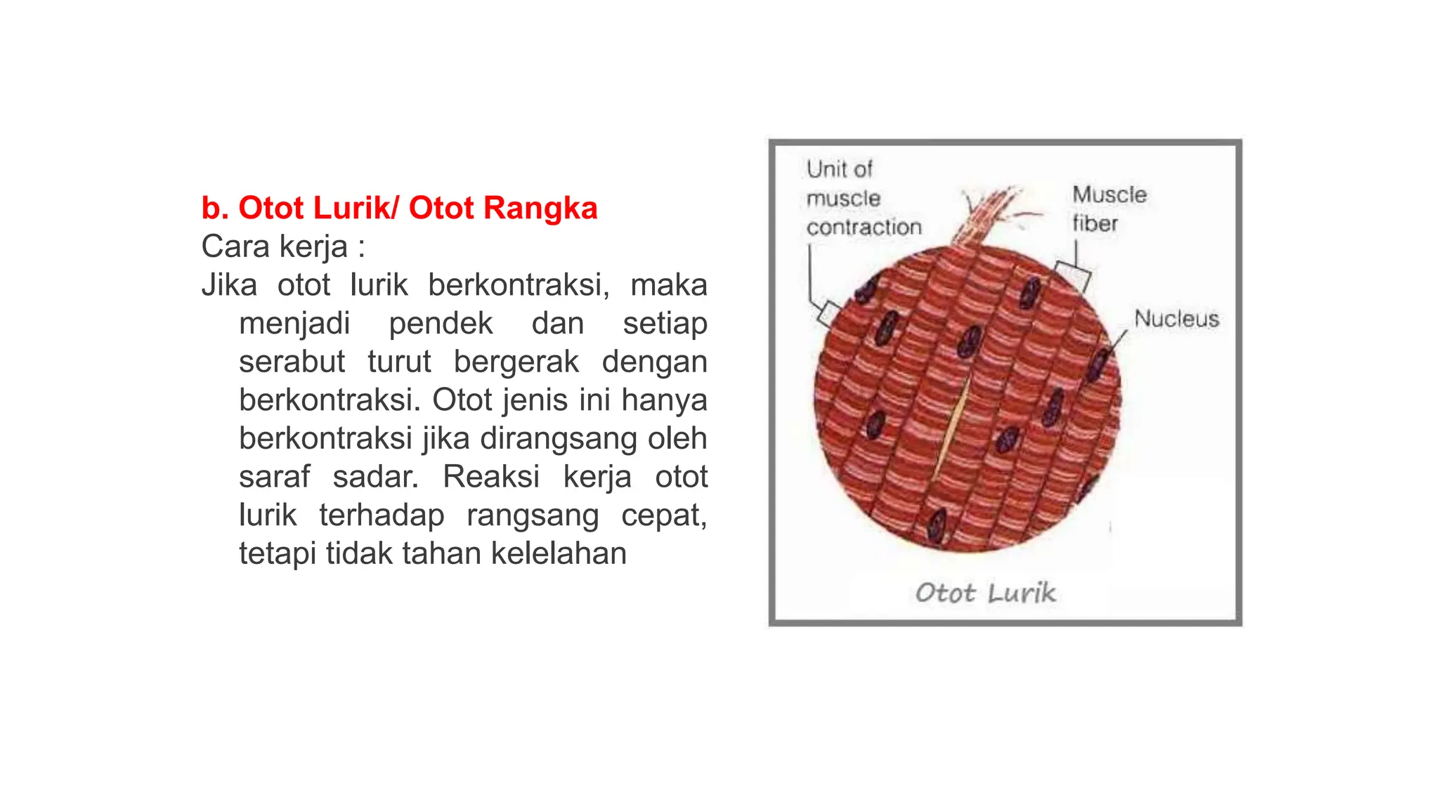Sistem otot pada manusia, menjelaskan bagaimana sistem otot pada ...