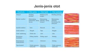 Sistem otot pada manusia, menjelaskan bagaimana sistem otot pada manusia | PPTX