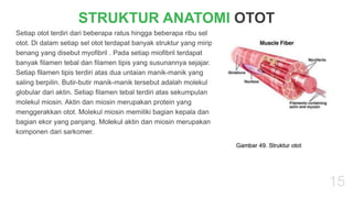 Sistem otot pada manusia, menjelaskan bagaimana sistem otot pada ...