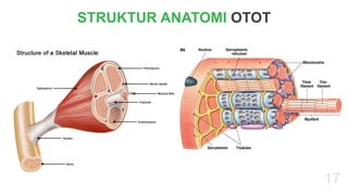 Sistem otot pada manusia, menjelaskan bagaimana sistem otot pada manusia | PPTX