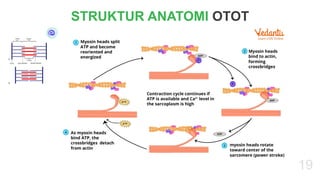 Sistem otot pada manusia, menjelaskan bagaimana sistem otot pada ...