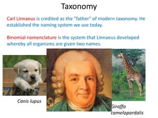 03 taxonomy | PPTX