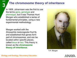 03_teoria_cromoso_ing.ppt